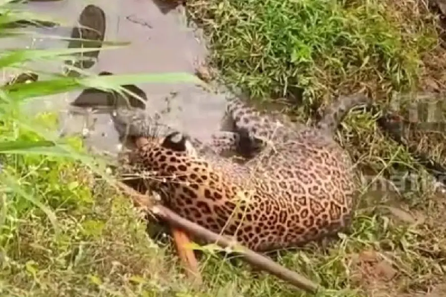 Injured leopard found in Wayanad, sparks concern