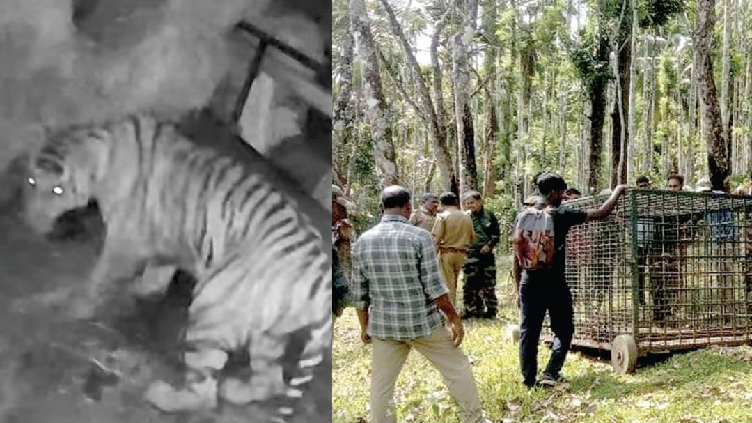 Another tiger prowls residential area in Wayanad; Locals in fear as ...