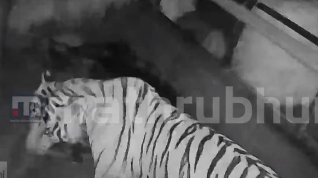 Headache for authorities, terror for locals as Wayanad faces another ...