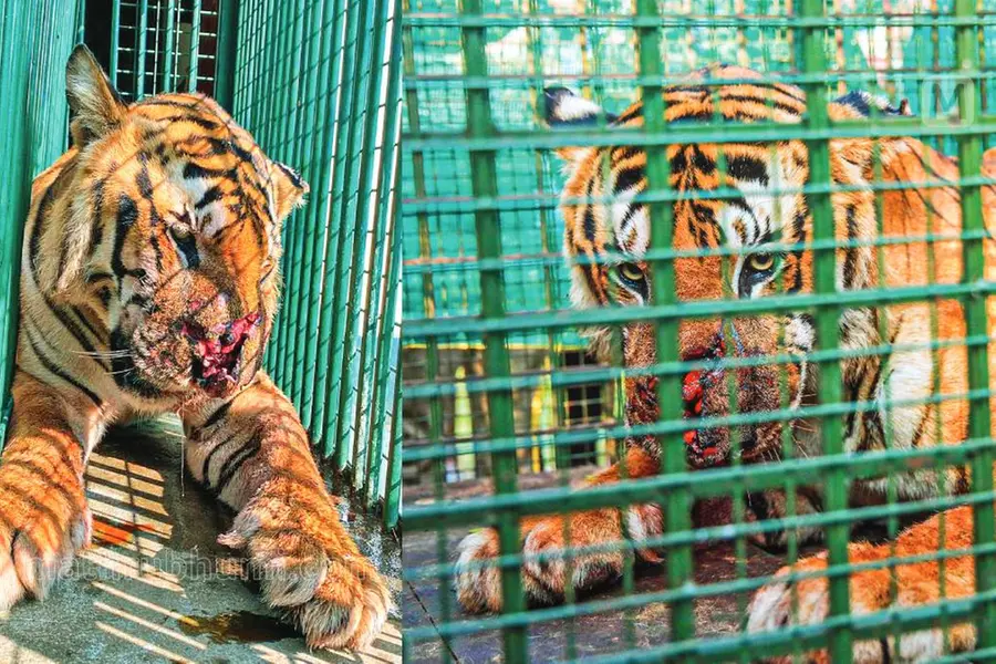 Man-eating tiger to undergo surgery today in Puthur zoo