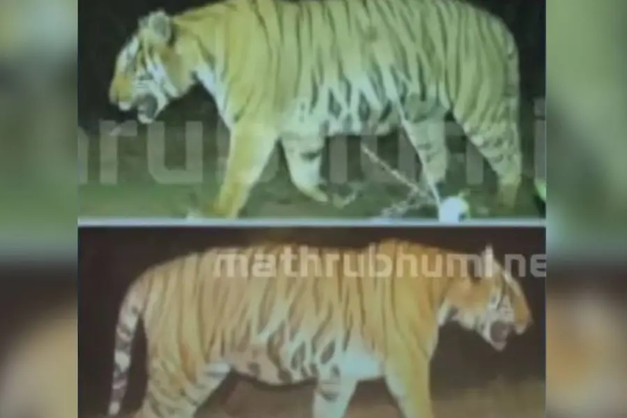 Wayanad man-eating tiger finally caught; Locals demand shooting it on spot