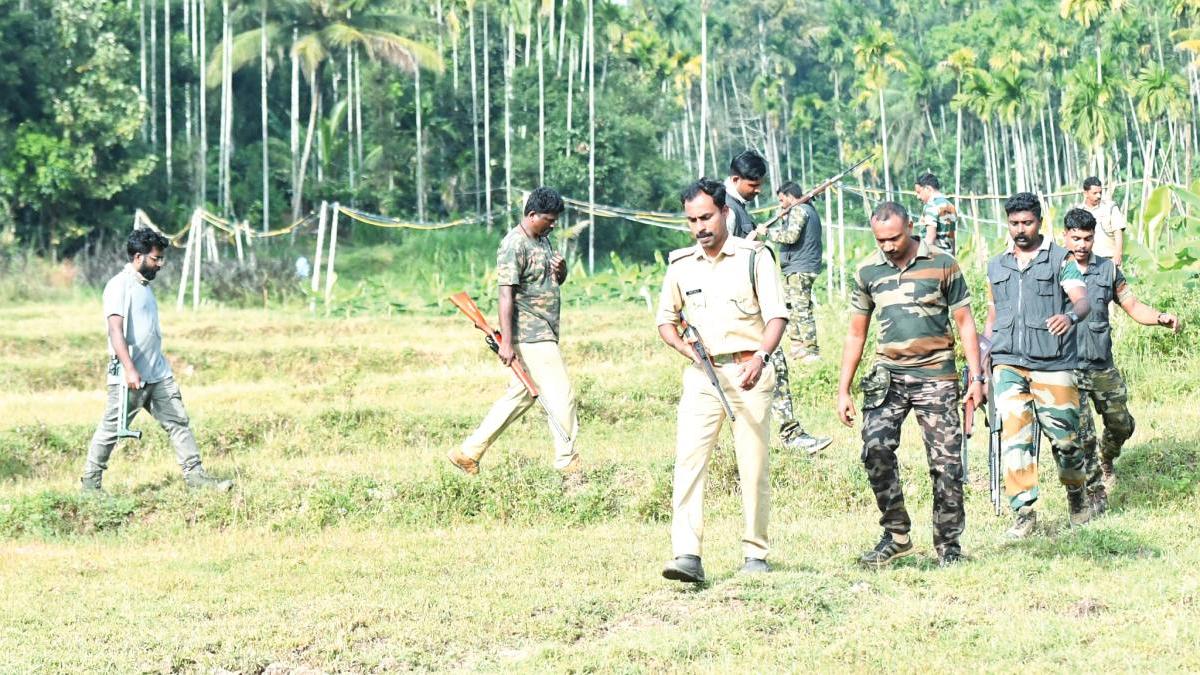 Wayanad: Tiger remains elusive even after 8 days of combing; Pregnant ...
