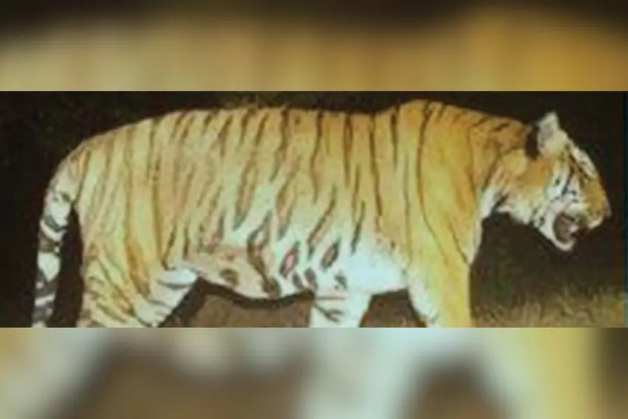 Tiger that killed Wayanad youth identified, Dr Arun Zacharia joins ...