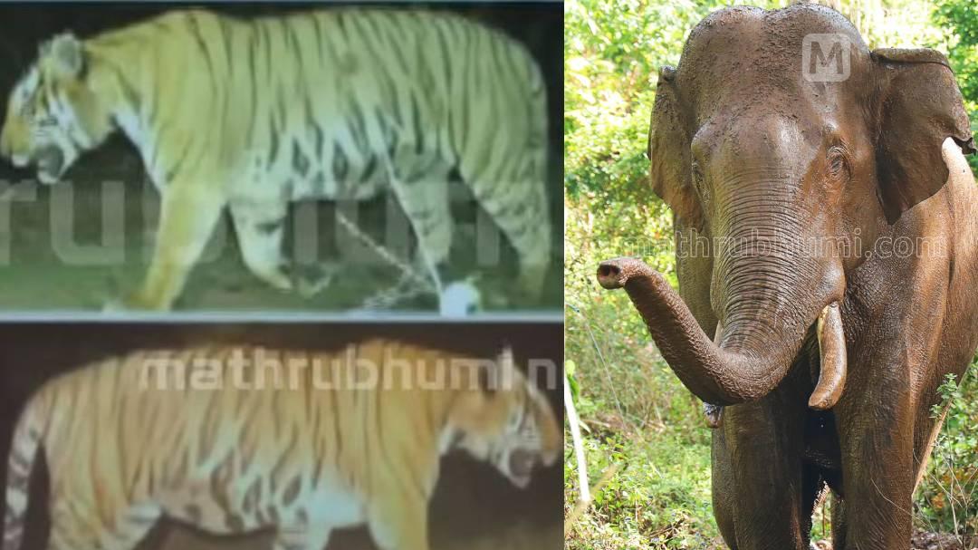 2 kumki elephants to help Kerala forest dept track Wayanad's man-eater