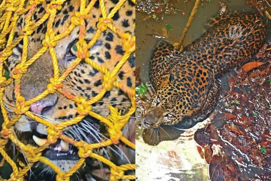 Kannur: Rescued leopard dies