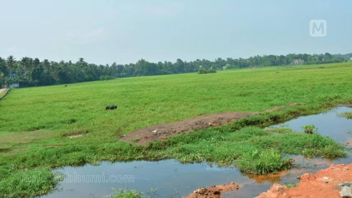 Kerala govt strikes jackpot, over Rs 1,200 crores accumulated as land ...