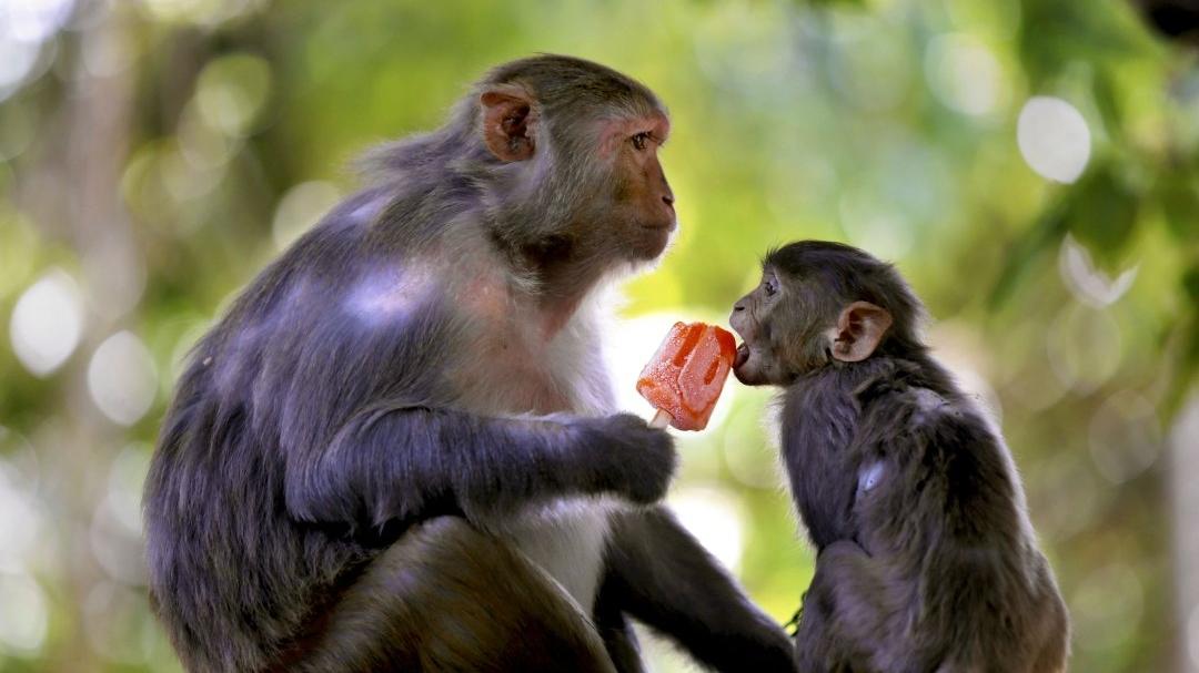 Monkeys and mongoose find refuge in Wildlife Act, gain protection as ...