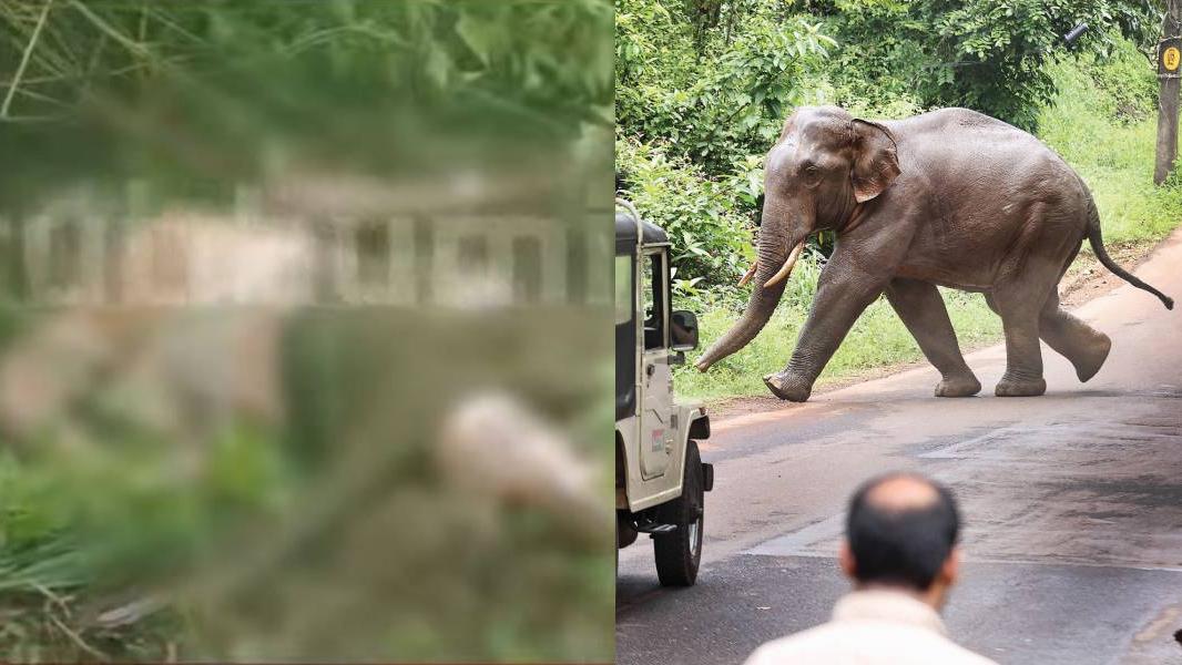 Wild jumbo in Ulikkal returns to forest; mystery shrouds over dead body ...