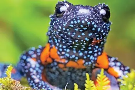 Kerala researcher's photo of 'galaxy frog' shared by actor Leonardo ...
