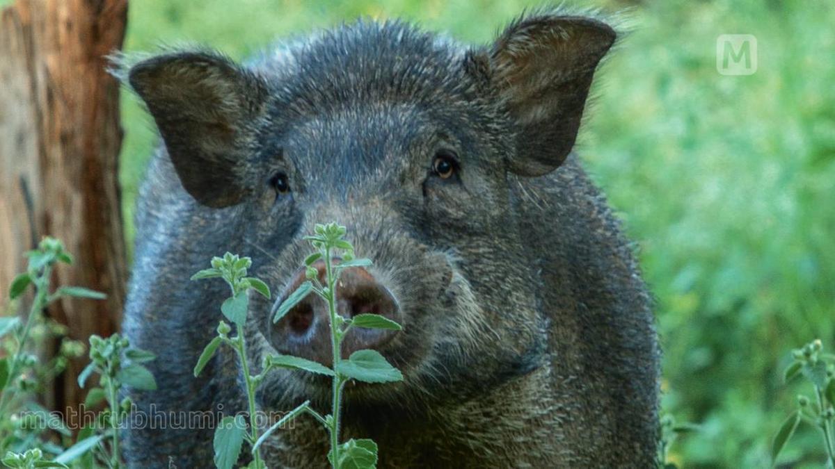 Wild boars found dead in Janakikadu test positive for African swine fever