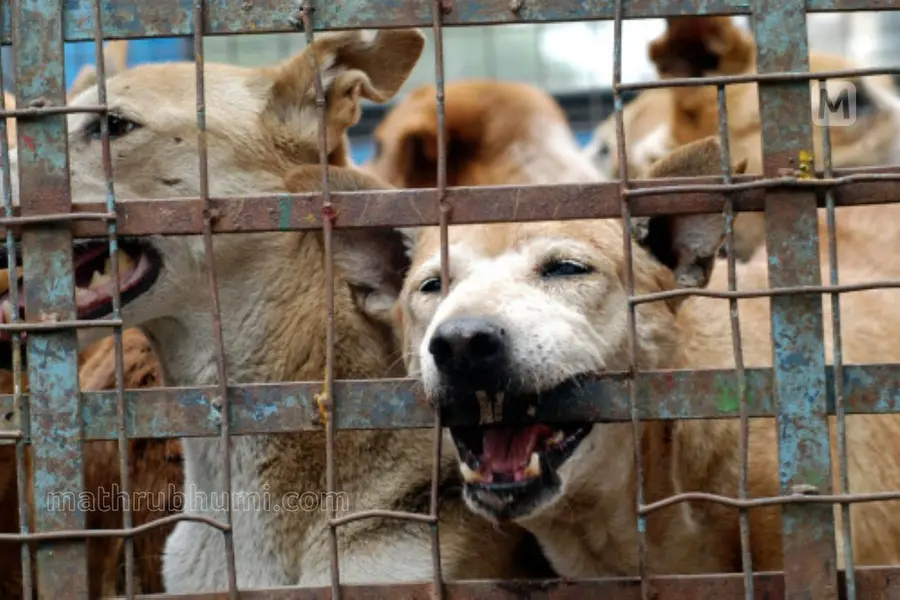 Owners can now apply online for dog licence