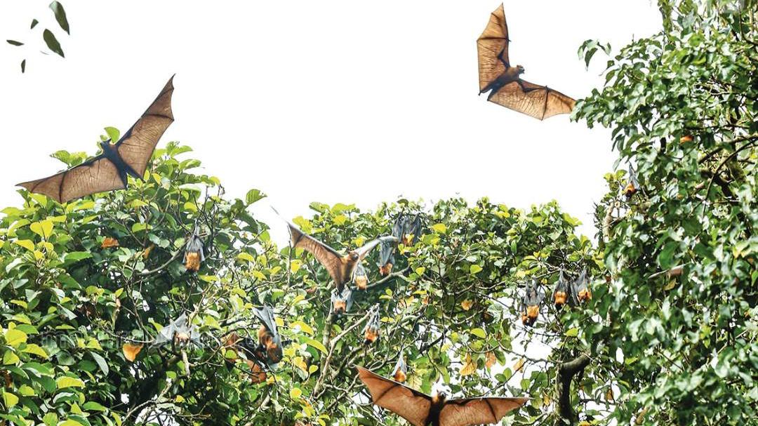Virus not detected in bats from Nipah-affected areas, ambiguity of ...