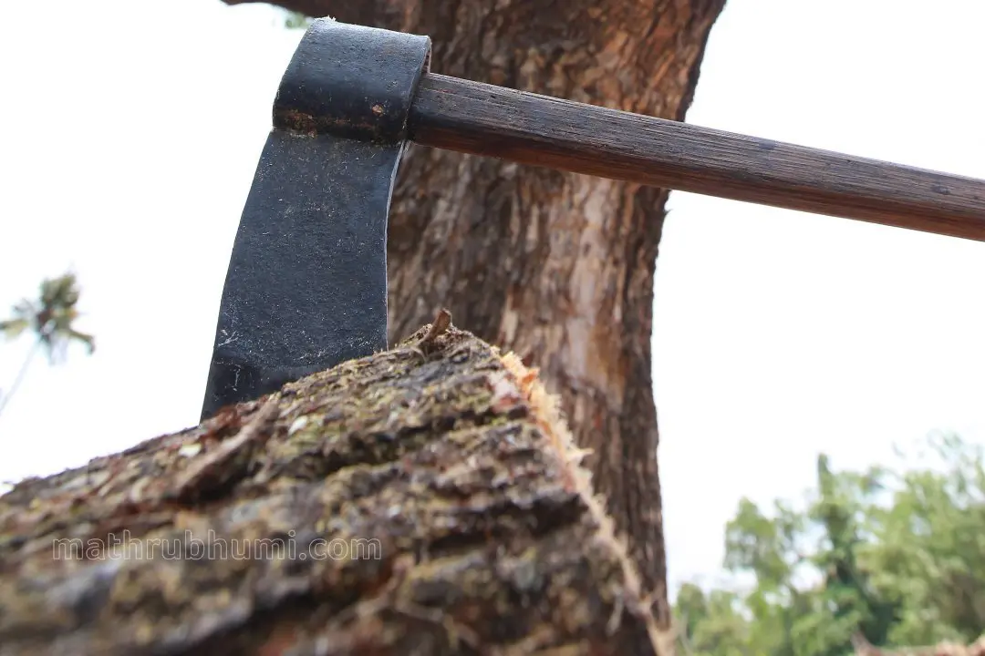 Farmer who sought permission to cut dangerous tree receives eviction ...