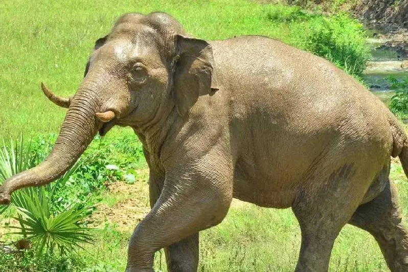 Wayanad man who went grazing cattle in forest killed in elephant attack ...