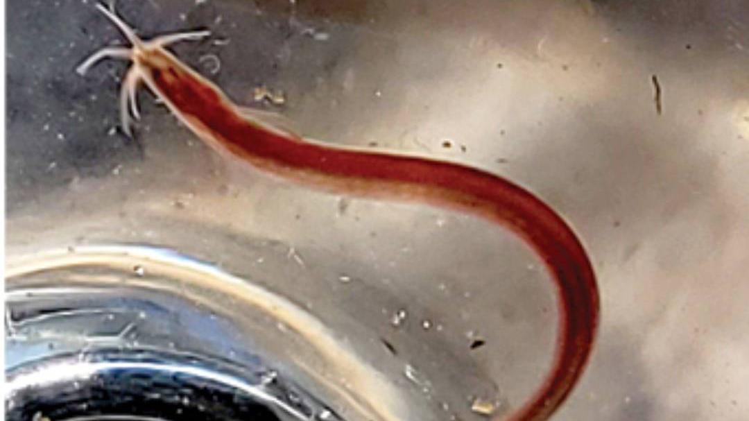 DiCaprio’s Pathala Eel Loach in Punnassery too; curious looking fish ...