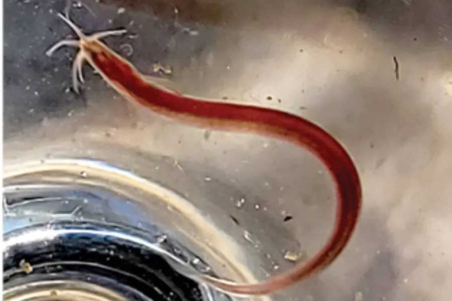 DiCaprio’s Pathala Eel Loach in Punnassery too; curious looking fish ...