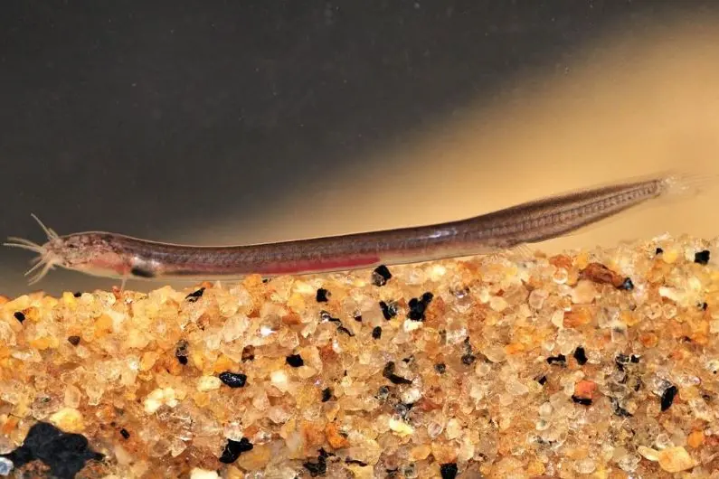 Leonardo DiCaprio shares photo of groundwater fish ‘Pathala Eel Loach ...