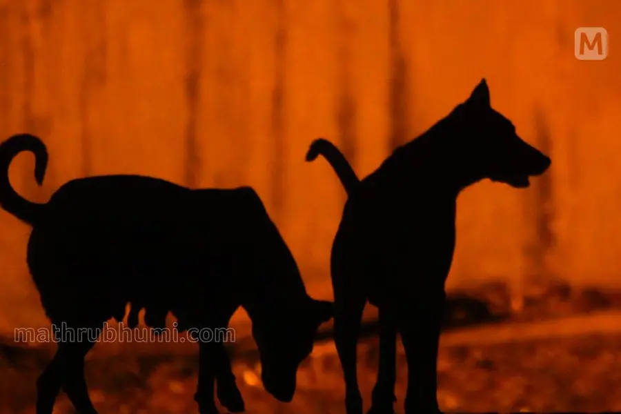 Rabies infection confirmed in stray dog that attacked children in TVM’s ...