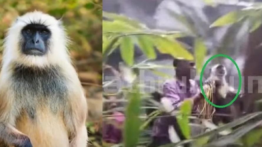 Watch: Hanuman monkey captured after escape from TVM Zoo nearly a month ago