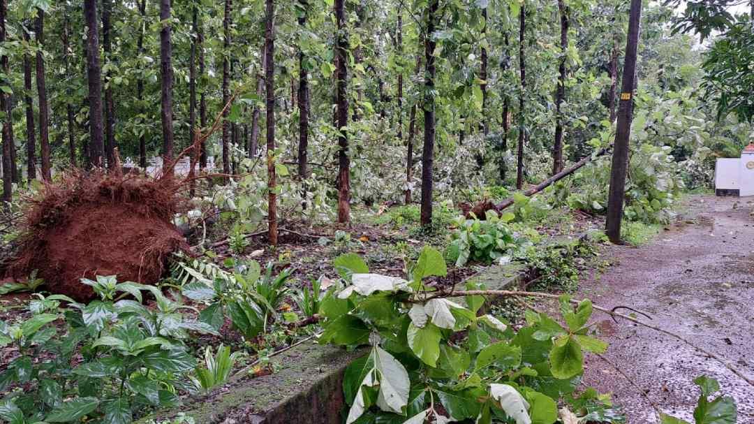 Trees uprooted, vehicles damaged as gustnado hits Chalakudy ...