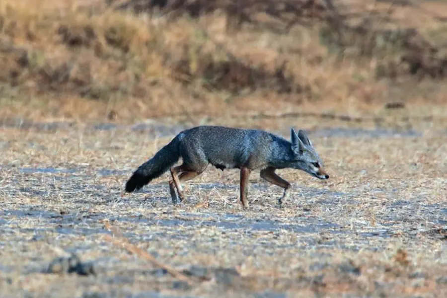Fox attack: Youth sustains leg injury in Kannur
