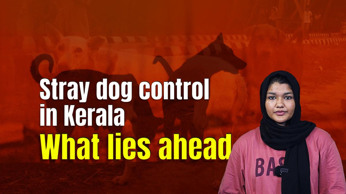Stray dog control in Kerala: What lies ahead | Explainer
