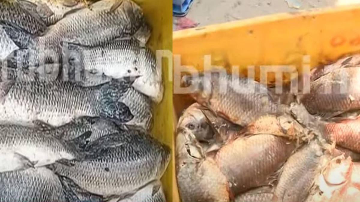 Stale and worm-infested fish seized from two container lorries at ...