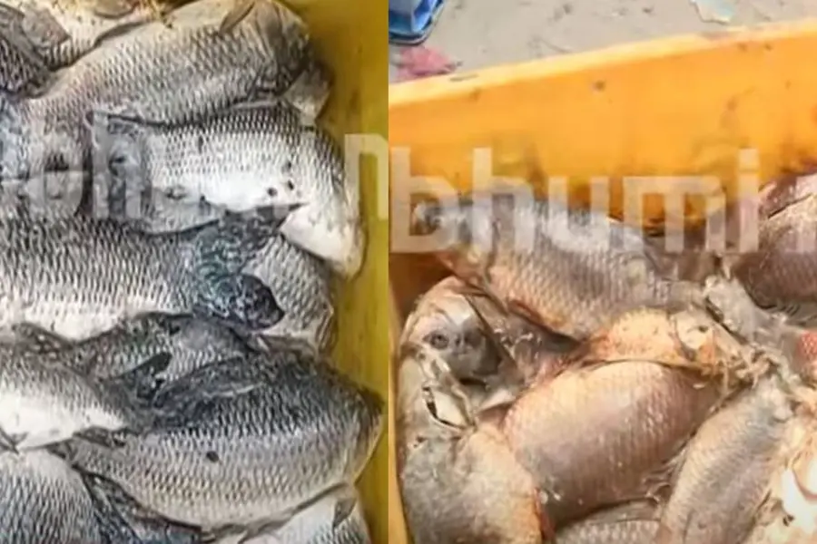 Stale and worm-infested fish seized from two container lorries at ...