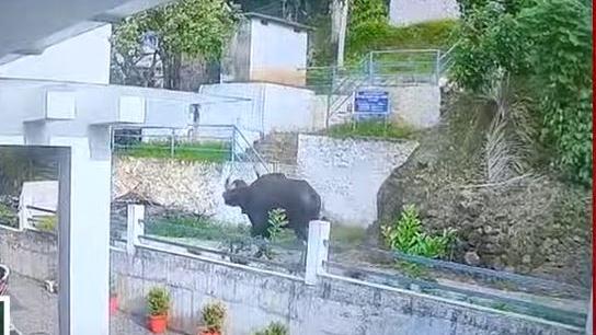 Erumeli bison attack: Forest officials highlight 'poachers' presence ...