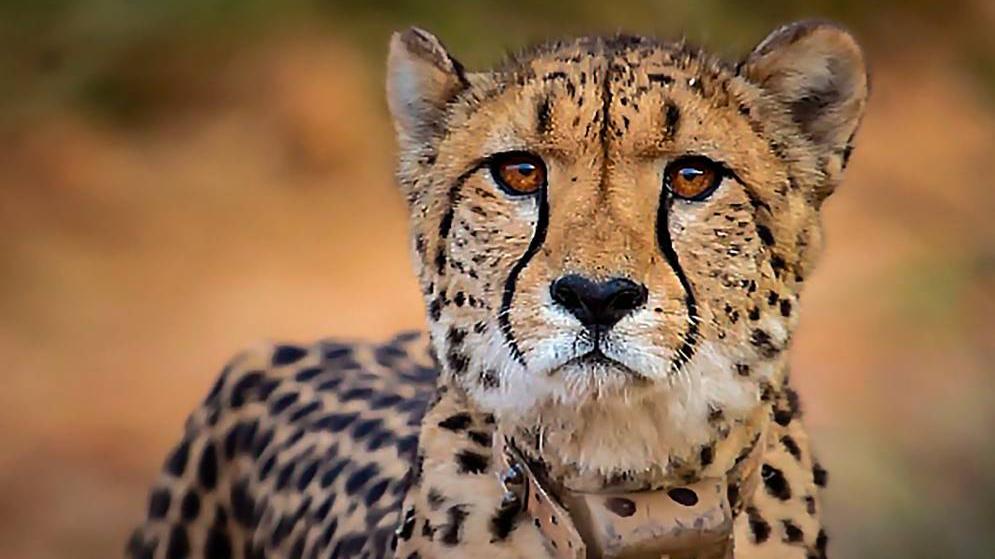 South African cheetah translocated to national park at MP dies; third fatality in 42 days