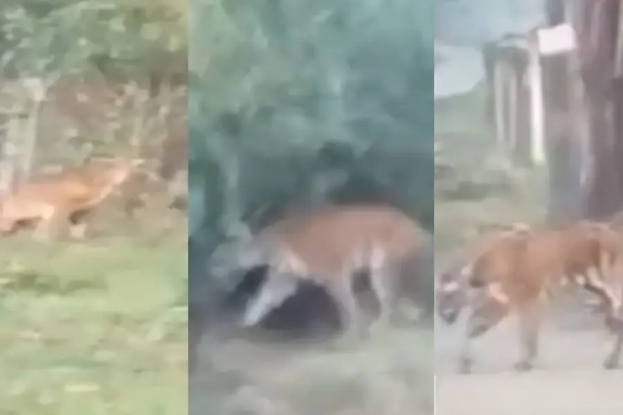 Injured tiger on prowl in Wayanad found dead | Mathrubhumi English