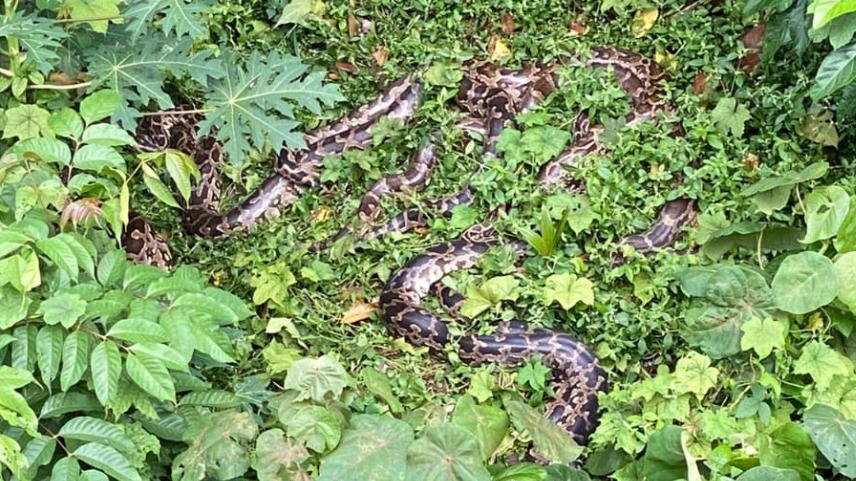 Watch | Group of pythons found in Conolly Canal in Kozhikode locality; one rescued