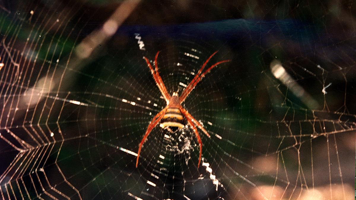 Extinct species of spiders spotted in Thrissur