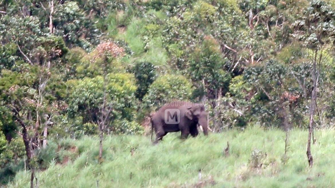 Mission Arikomban: Task force fires tranquiliser shots, tusker seen dizzy
