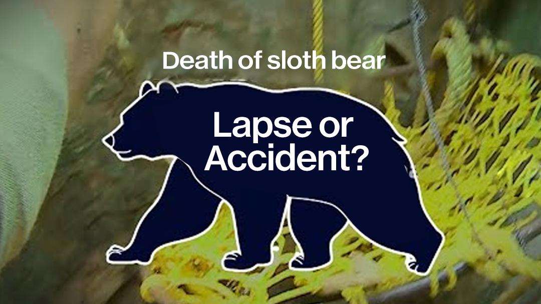 Death of the sloth bear: Lapse or accident?