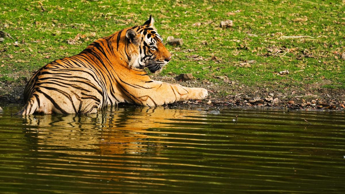 Drop in tiger numbers in Wayanad puzzles forest dept, awaits detailed ...