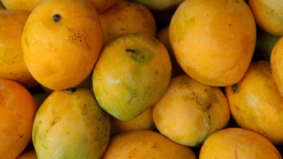 Delay in mango season: Muthalamada farmers suffer huge loss