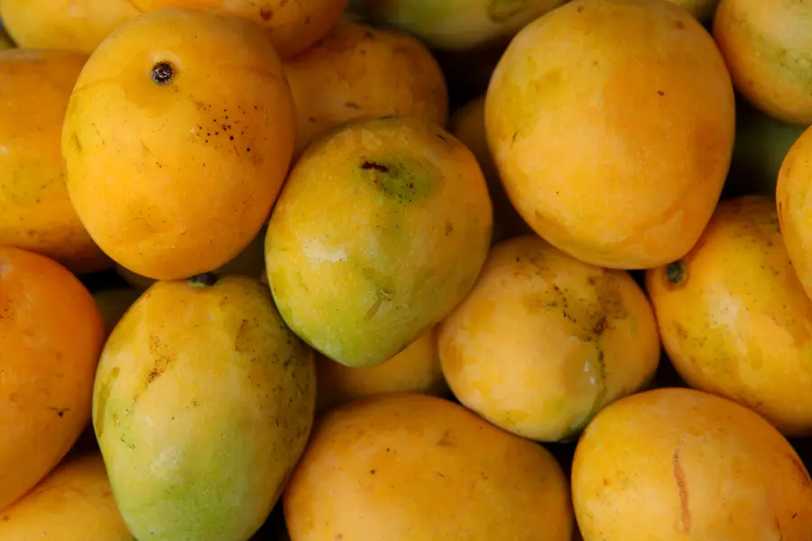 Delay in mango season: Muthalamada farmers suffer huge loss