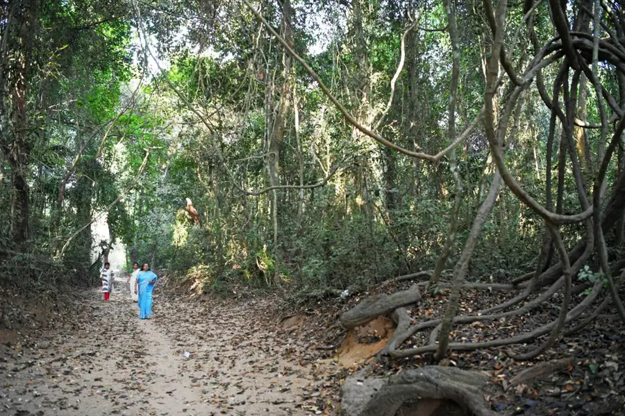 Kerala HC to aid of sacred serpent groves; directs their preservation