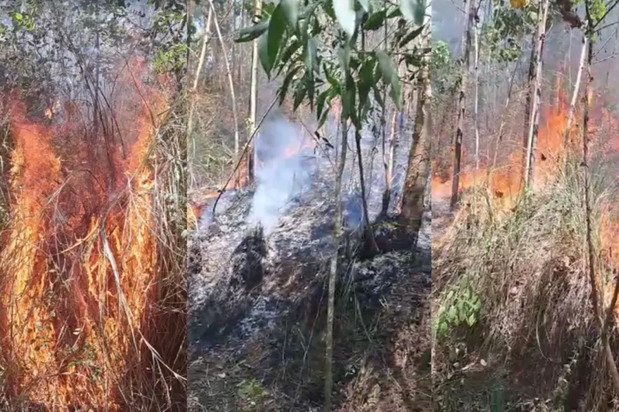 Forest fire in TVM's Idinjar region consumes nearly 50 acres