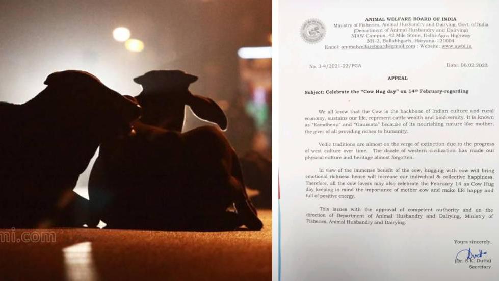 Celebrate Valentine's Day as 'Cow Hug Day': Animal Welfare Board