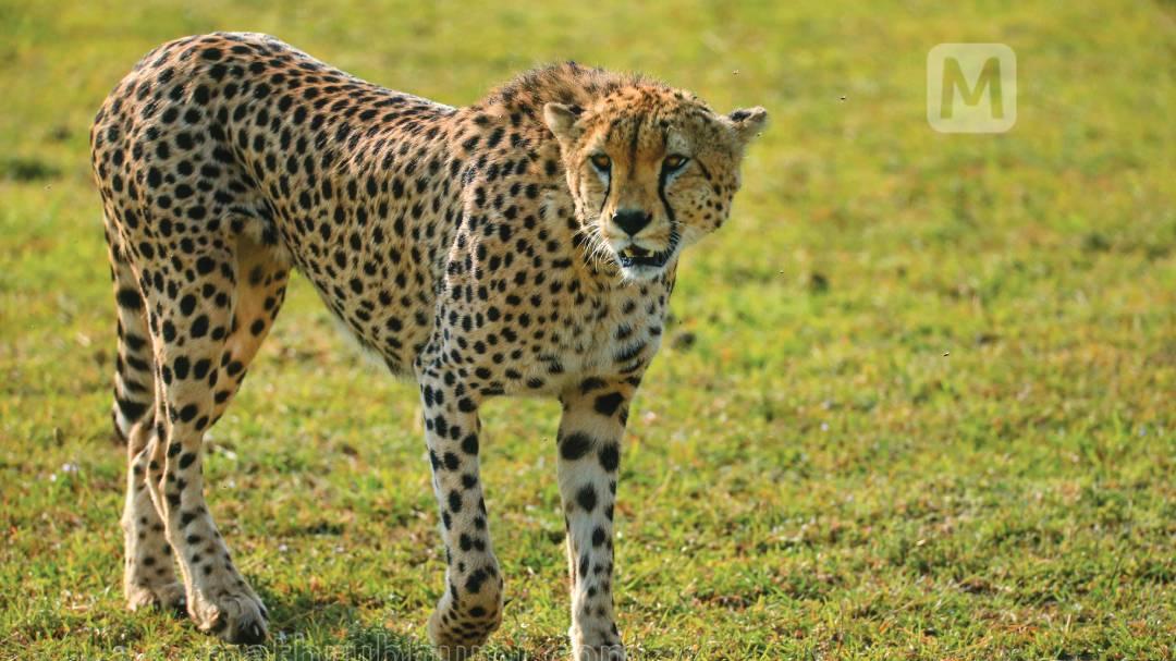 Ahead of their maiden journey to Kuno Park, cheetahs undergo first ...
