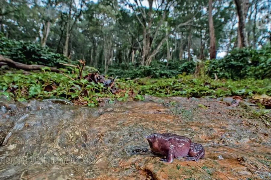 ‘Maveli Thavala’ likely to become Kerala’s official frog