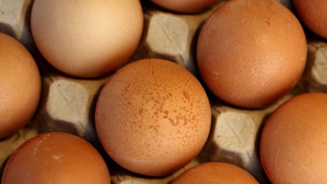 High demand for eggs in Qatar; supply drops in Kerala | Mathrubhumi English