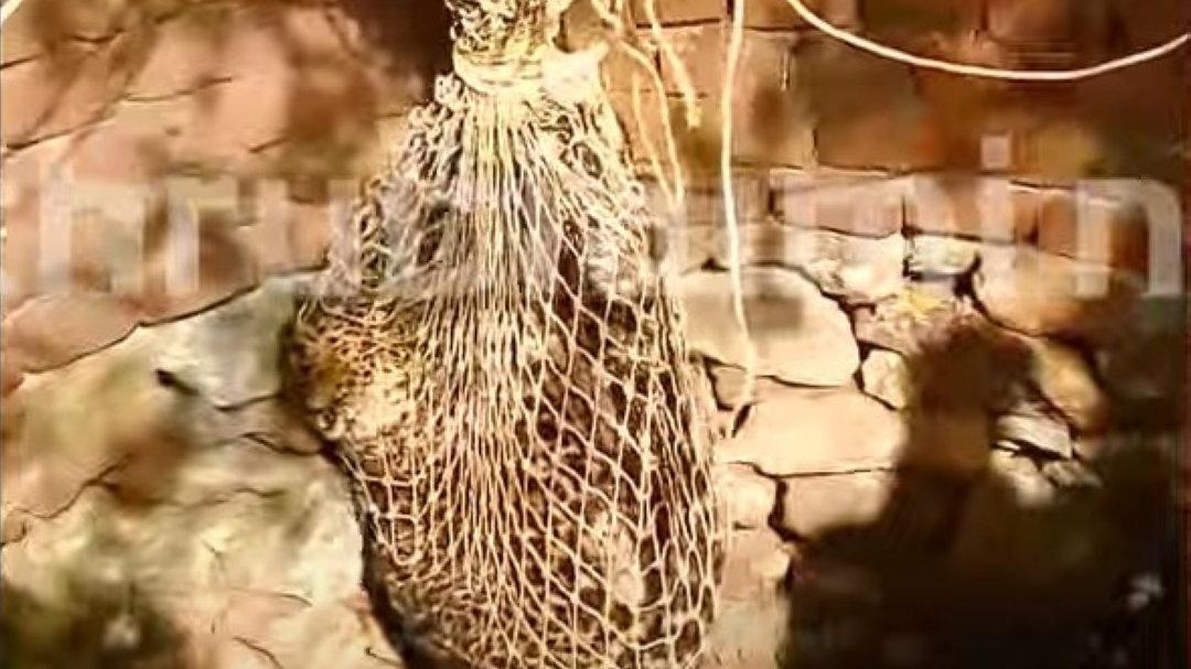 Leopard rescued from well in wayanad