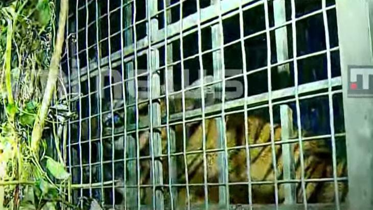 Kerala forest dept catches tiger, which triggered fear in Munnar