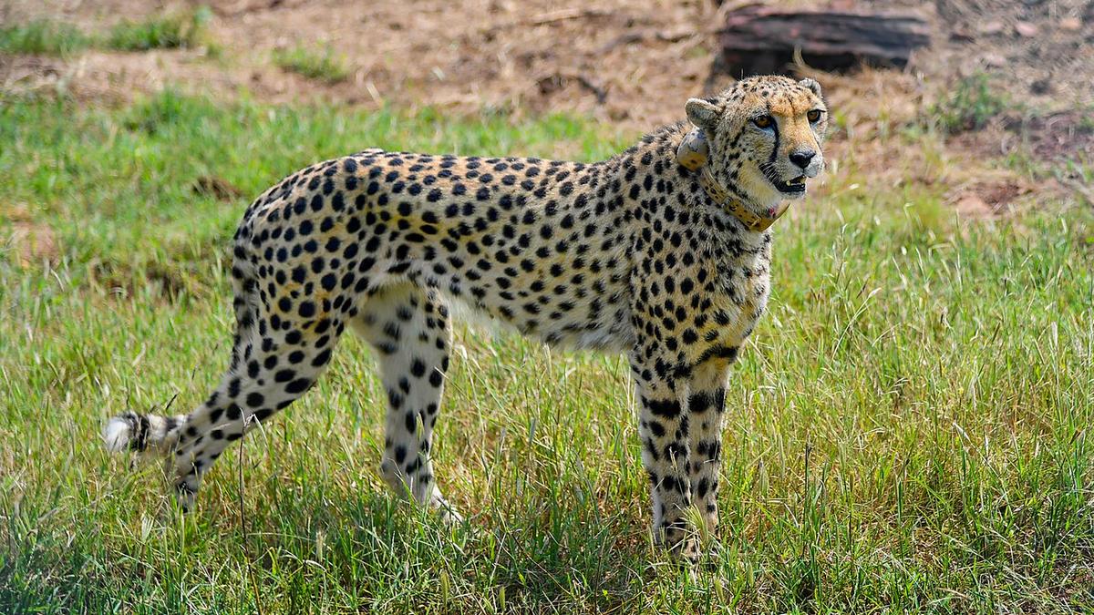 Cheetahs at KNP: Villagers fear land acquisition, human-animal conflict