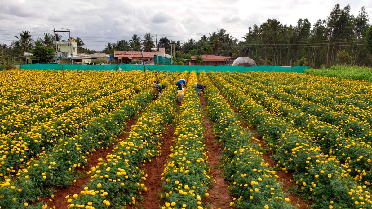 Kerala government promoting marigold farming in Kochi ahead of Onam ...