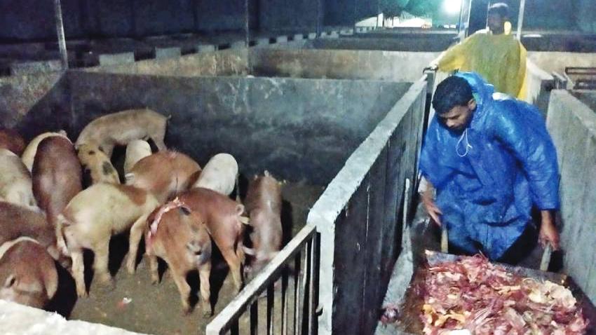 Culling of pigs: Caretakers express shock, says even pregnant ones killed