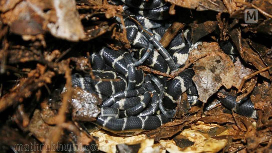 Conservation of King Cobras; 9 out of 38 eggs hatch in Mangaluru ...